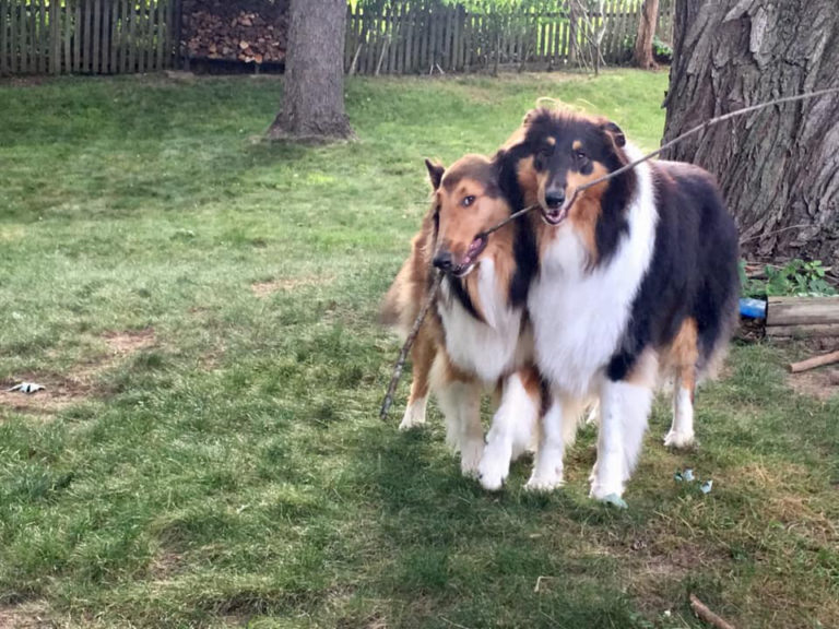 Application - Collie Rescue, Inc