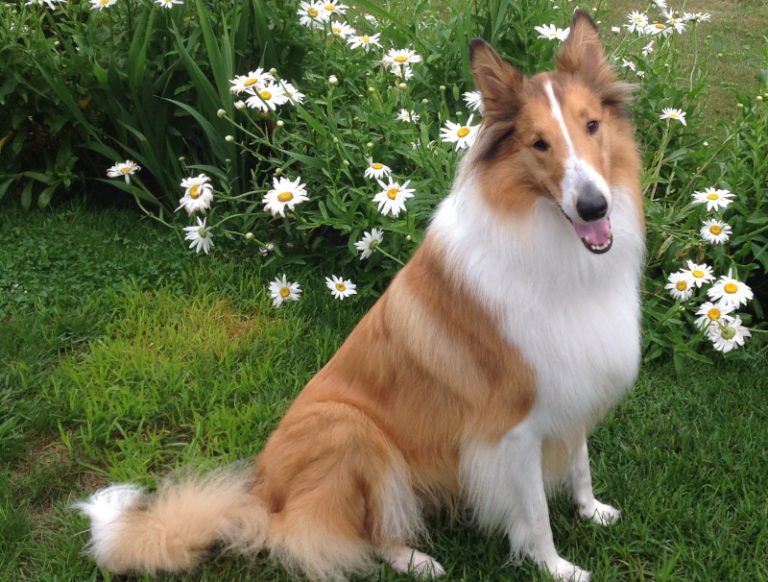 Adoption Guidelines - Collie Rescue, Inc